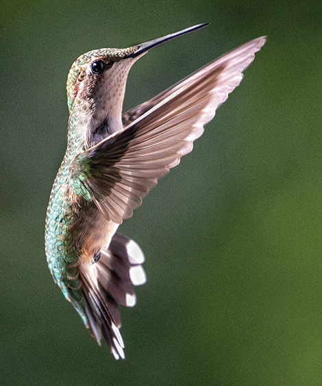 Hovering hummingbird / Christian Science Sentinel