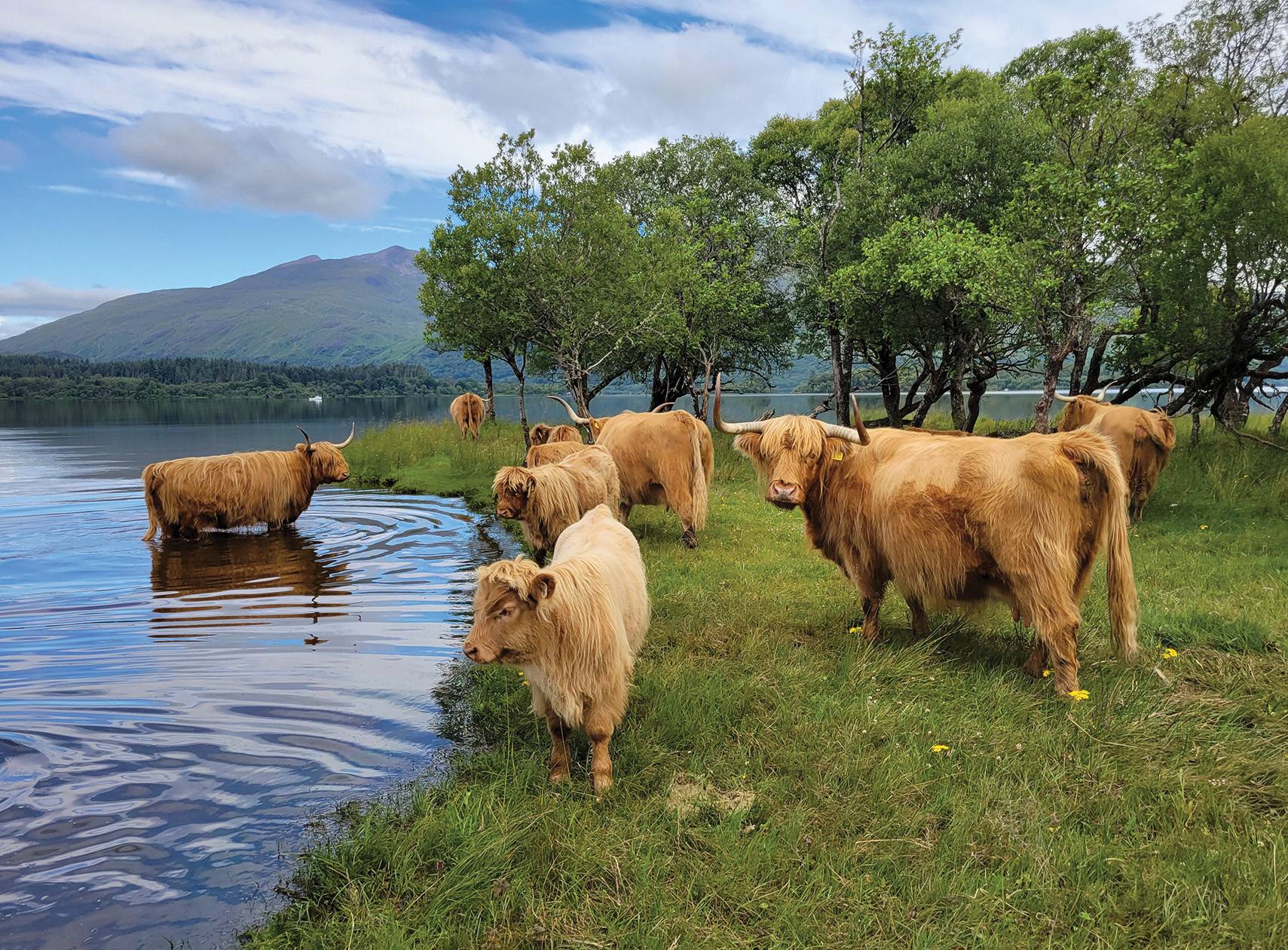 Highland cattle, Scotland / Christian Science Sentinel