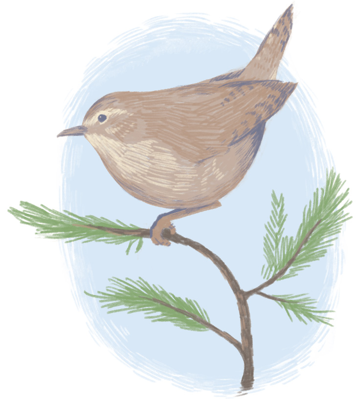 Love helped the wren / Christian Science Sentinel